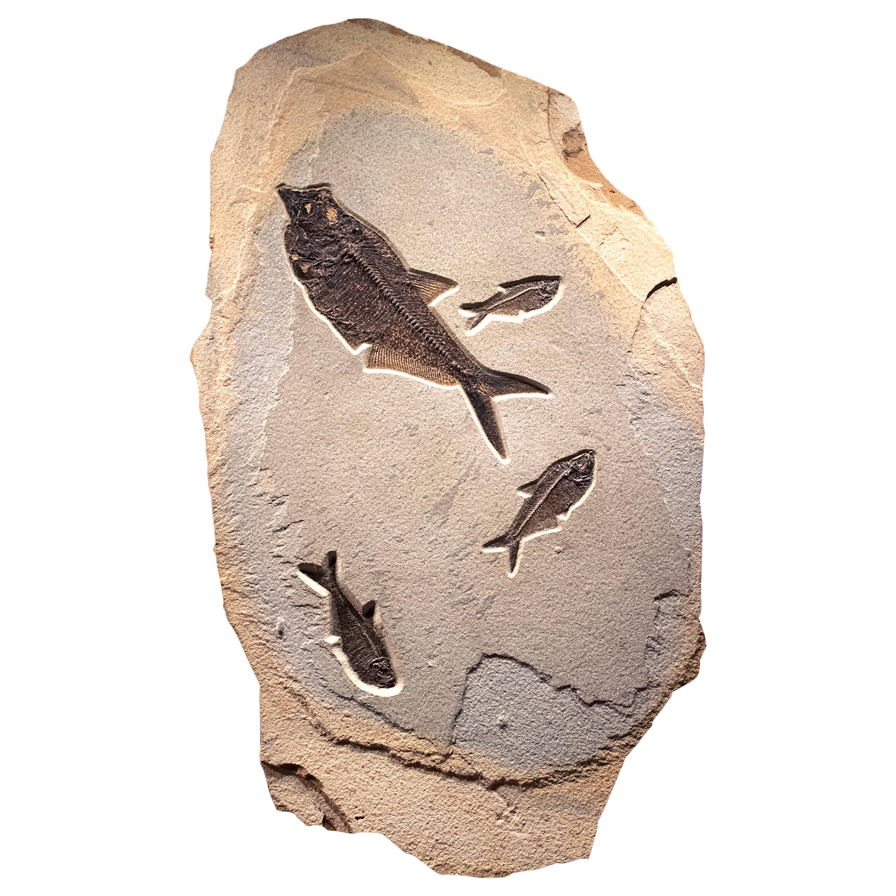 50 Million Year Old Eocene Era Fossil Fish Mural in Stone, from Wyoming ...