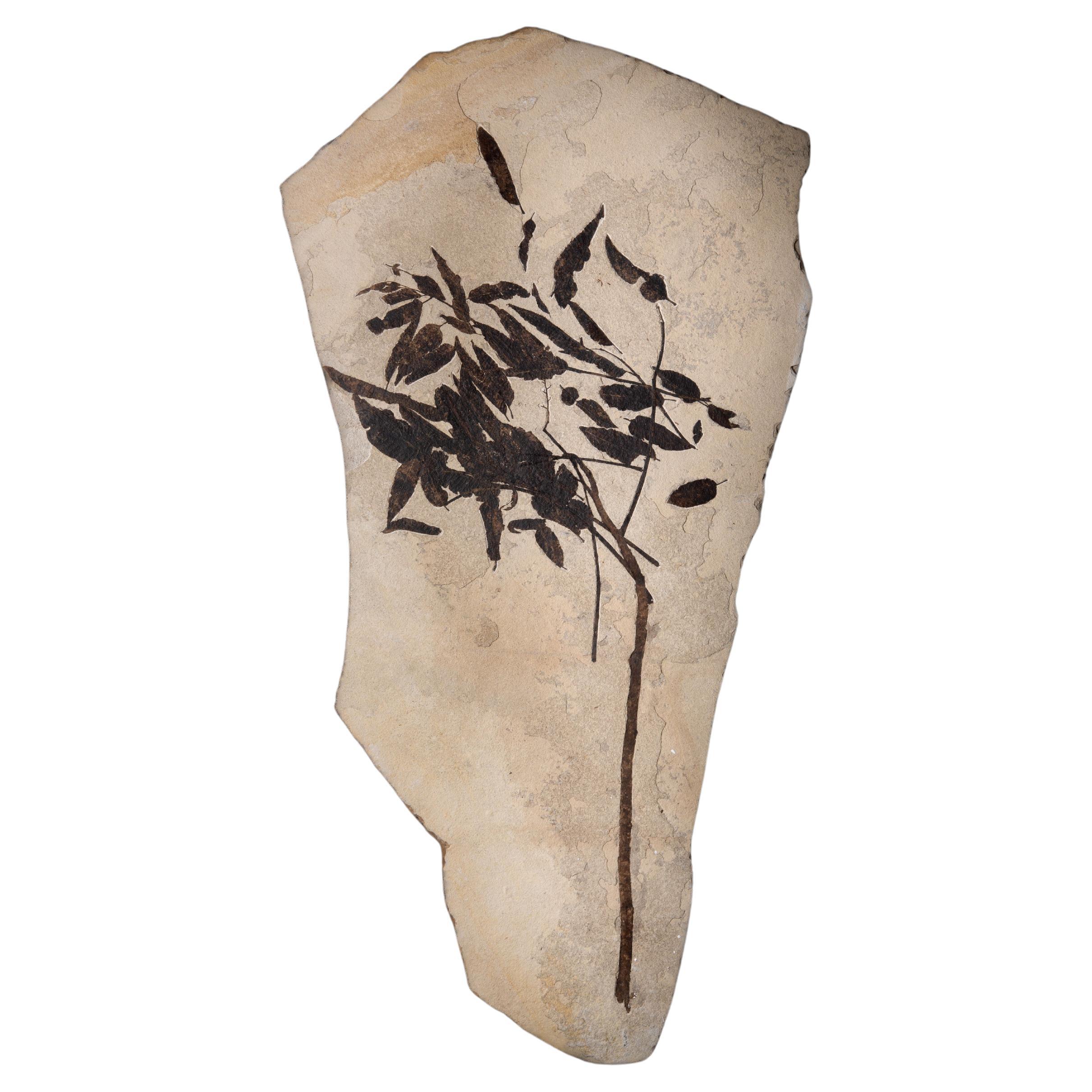 Eocene Fossilised Branch with Leaves and Berries For Sale at 1stDibs