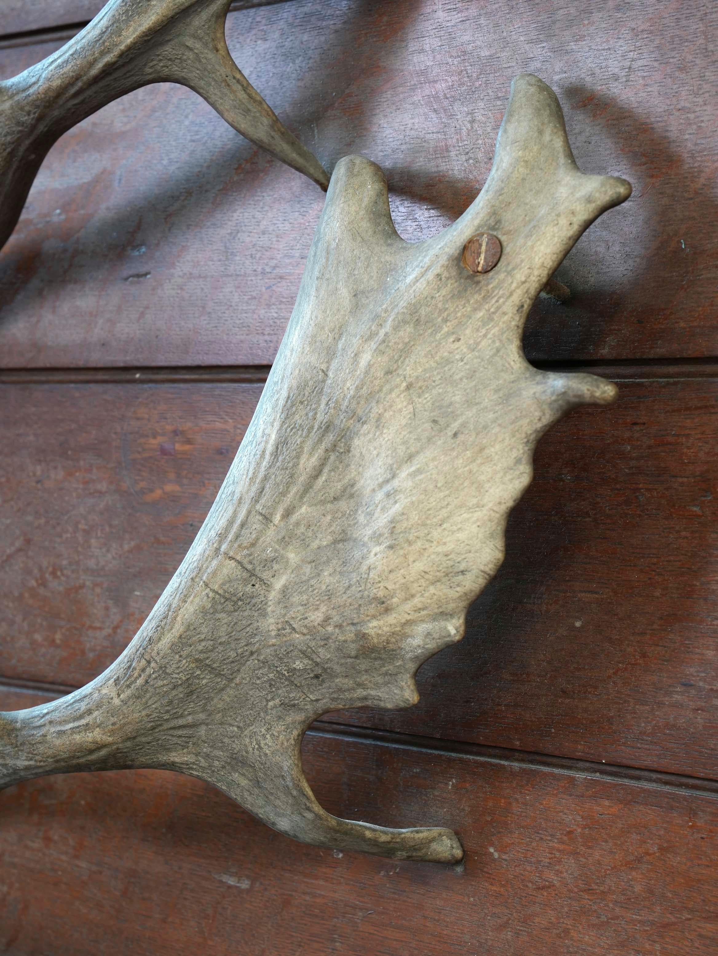 19th Century Stag Antler Fishing Rod Rack at 1stDibs