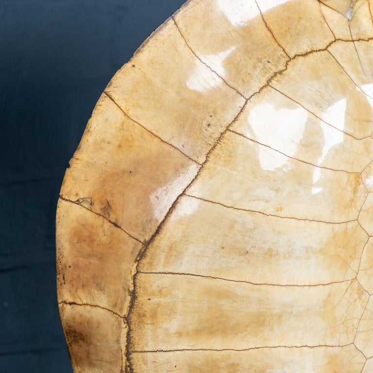 "Blonde" Turtle Shell on a Silver Plated Mount, A. Redmile, London ...