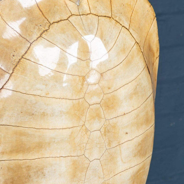 "Blonde" Turtle Shell on a Silver Plated Mount, A. Redmile, London ...