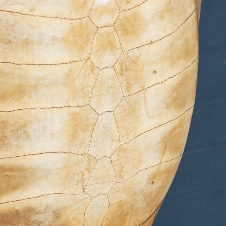 "Blonde" Turtle Shell on a Silver Plated Mount, A. Redmile, London ...