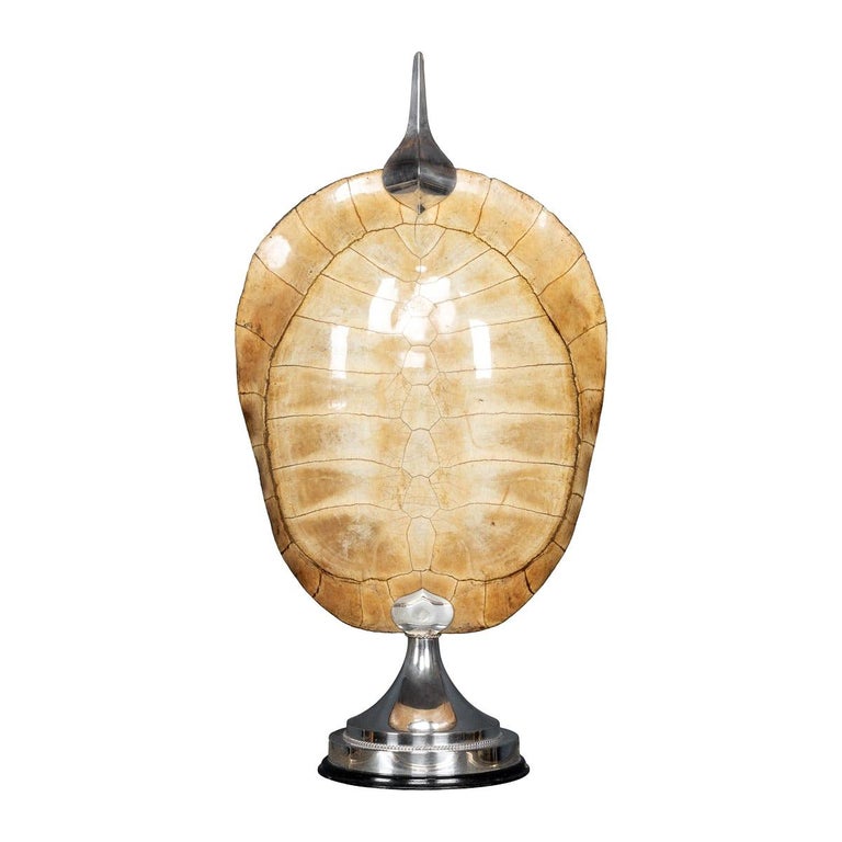 "Blonde" Turtle Shell on a Silver Plated Mount, A. Redmile, London ...