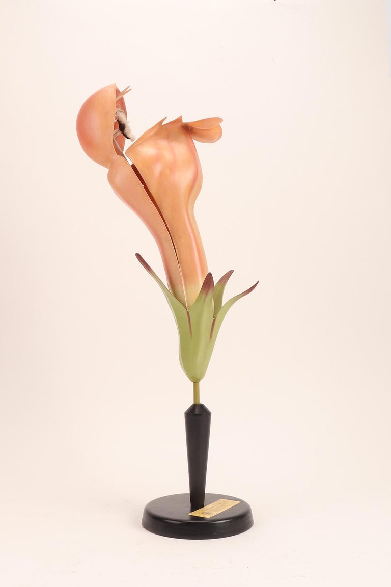 A botanic model, Germany 1900 ca. For Sale at 1stDibs