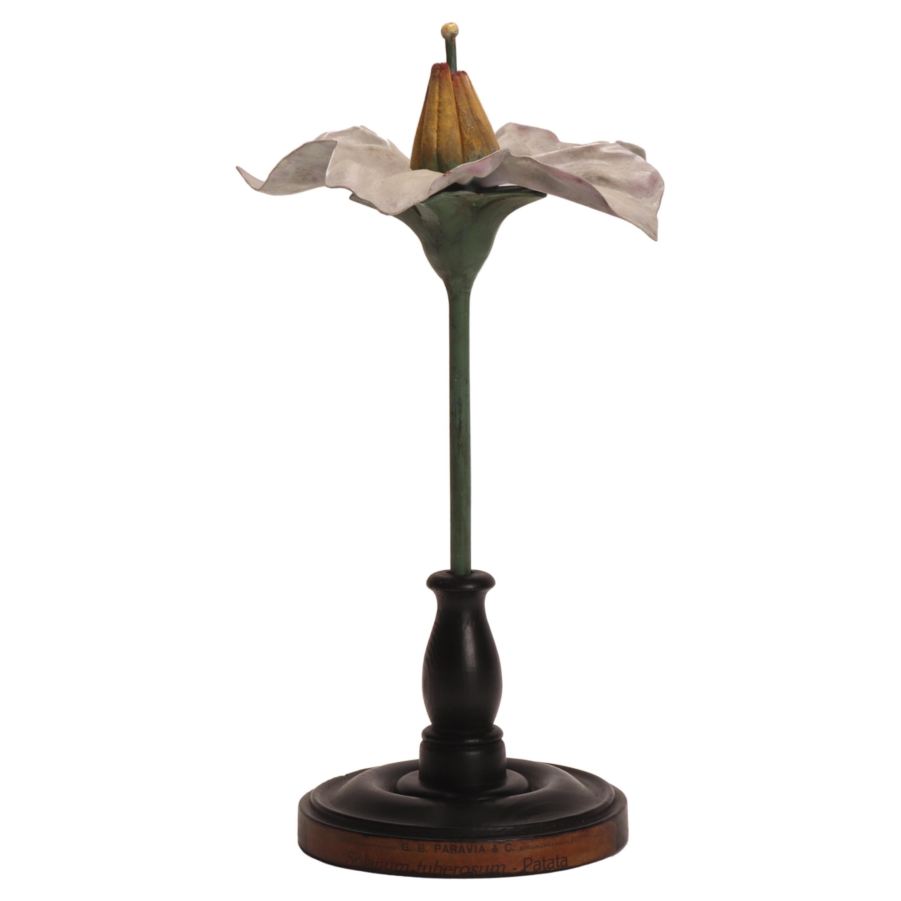 Botanic Flower Model Scientific Specimen, Milan Paravia, circa 1900 For ...