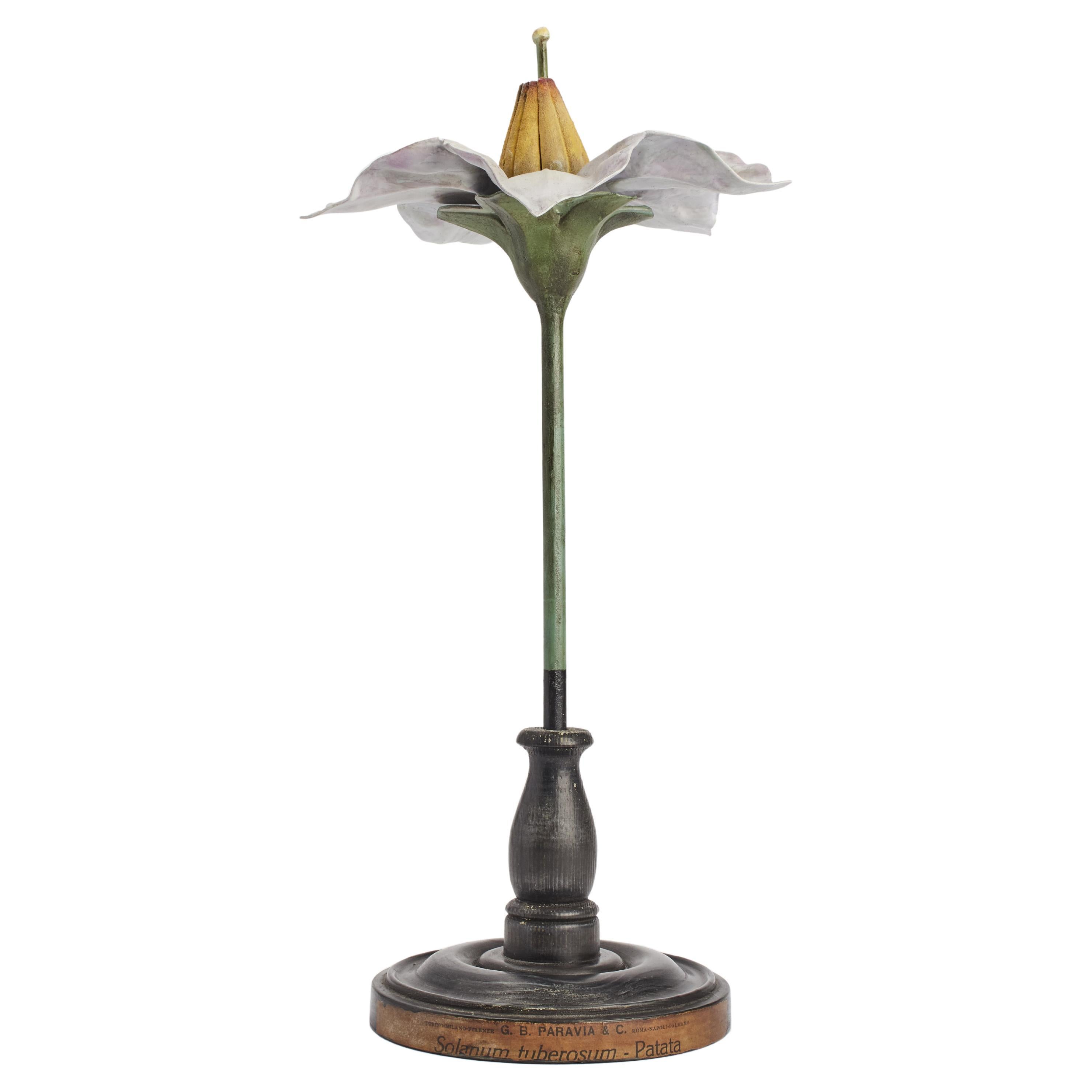 Botanical Model in Enlarged Section of a Moraceae Syconium, Italy ...