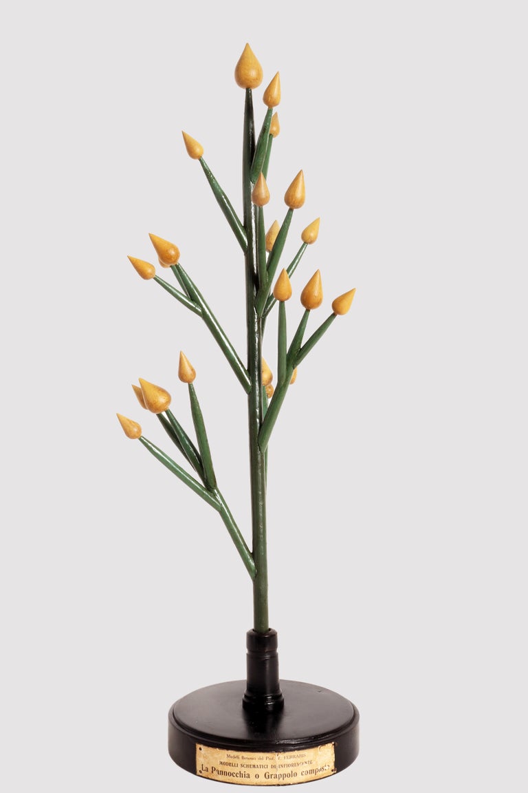 A botanic model of inflorescence, the Panicle or compound bunch, Italy ...