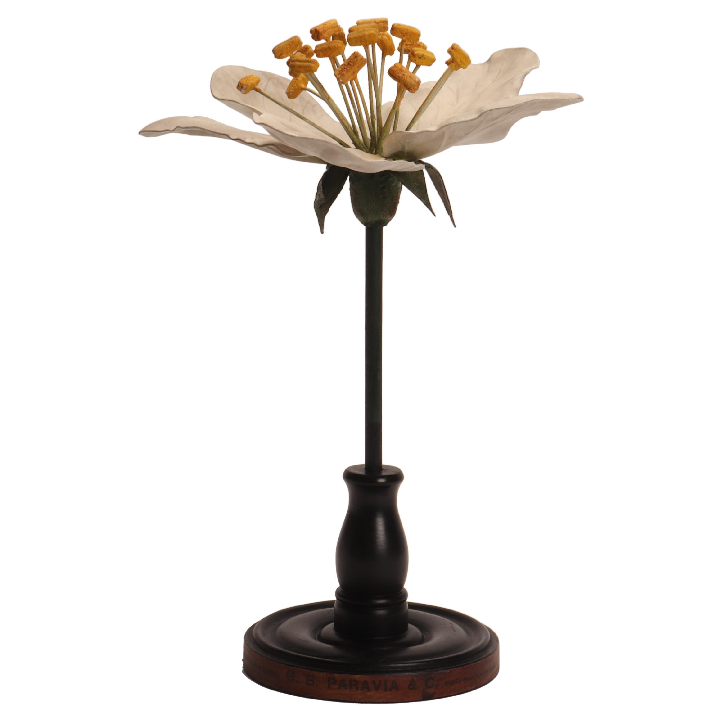 Large Ink + Charcoal Crow Scientific Illustration Art at 1stDibs