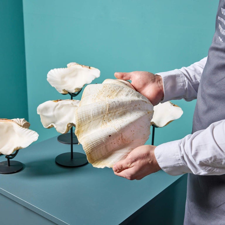 Collection of Large Specimen Clam Shells For Sale at 1stDibs