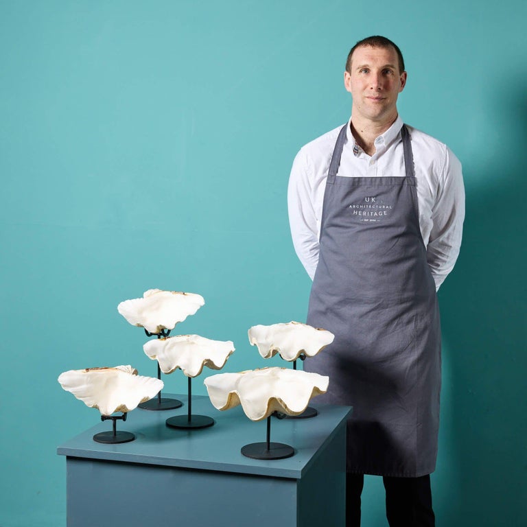 Collection of Large Specimen Clam Shells For Sale at 1stDibs