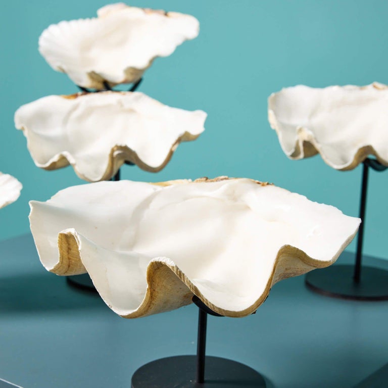 Collection of Large Specimen Clam Shells For Sale at 1stDibs