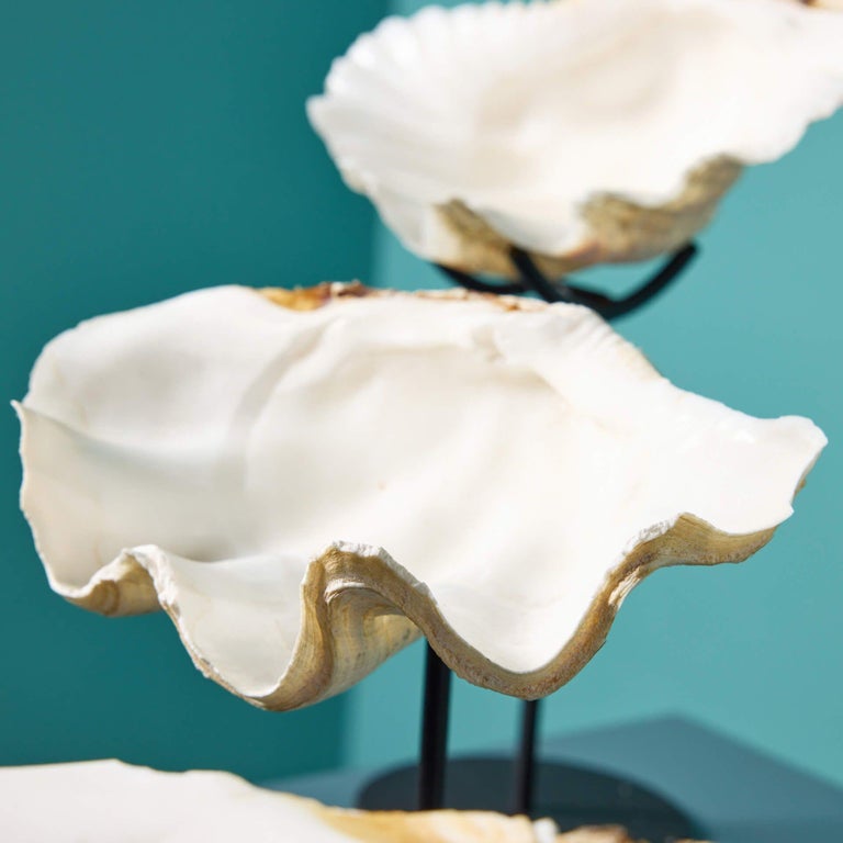 Collection of Large Specimen Clam Shells For Sale at 1stDibs