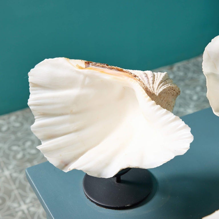 Collection of Large Specimen Clam Shells For Sale at 1stDibs