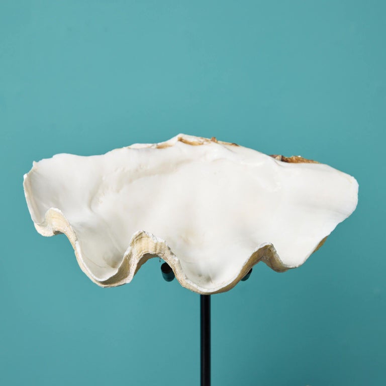 Collection of Large Specimen Clam Shells For Sale at 1stDibs