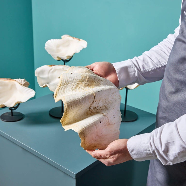 Collection of Large Specimen Clam Shells For Sale at 1stDibs