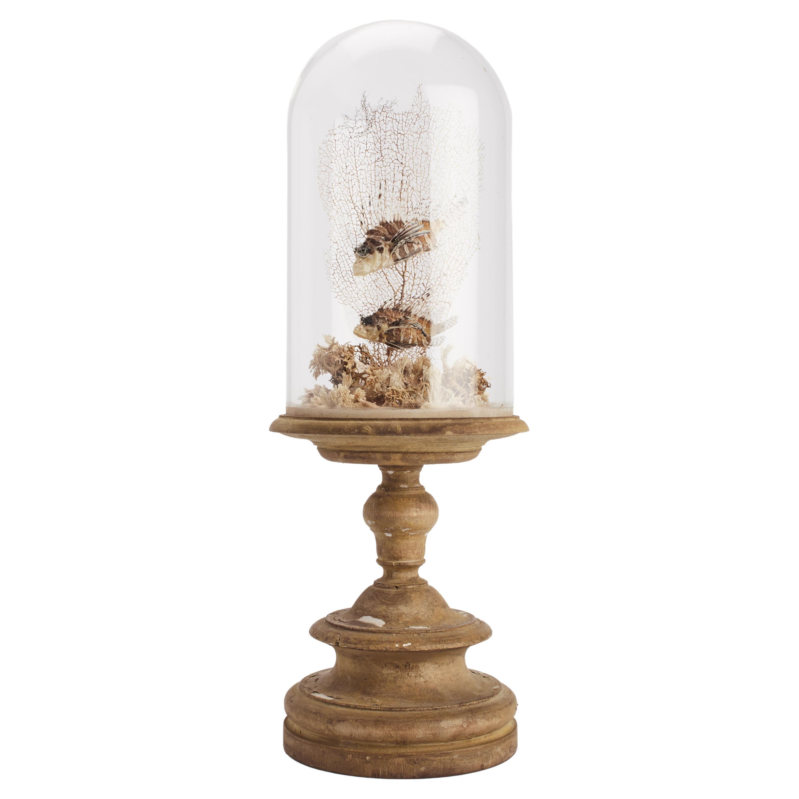 Marlin Skin Mount Taxidermy Fish at 1stDibs