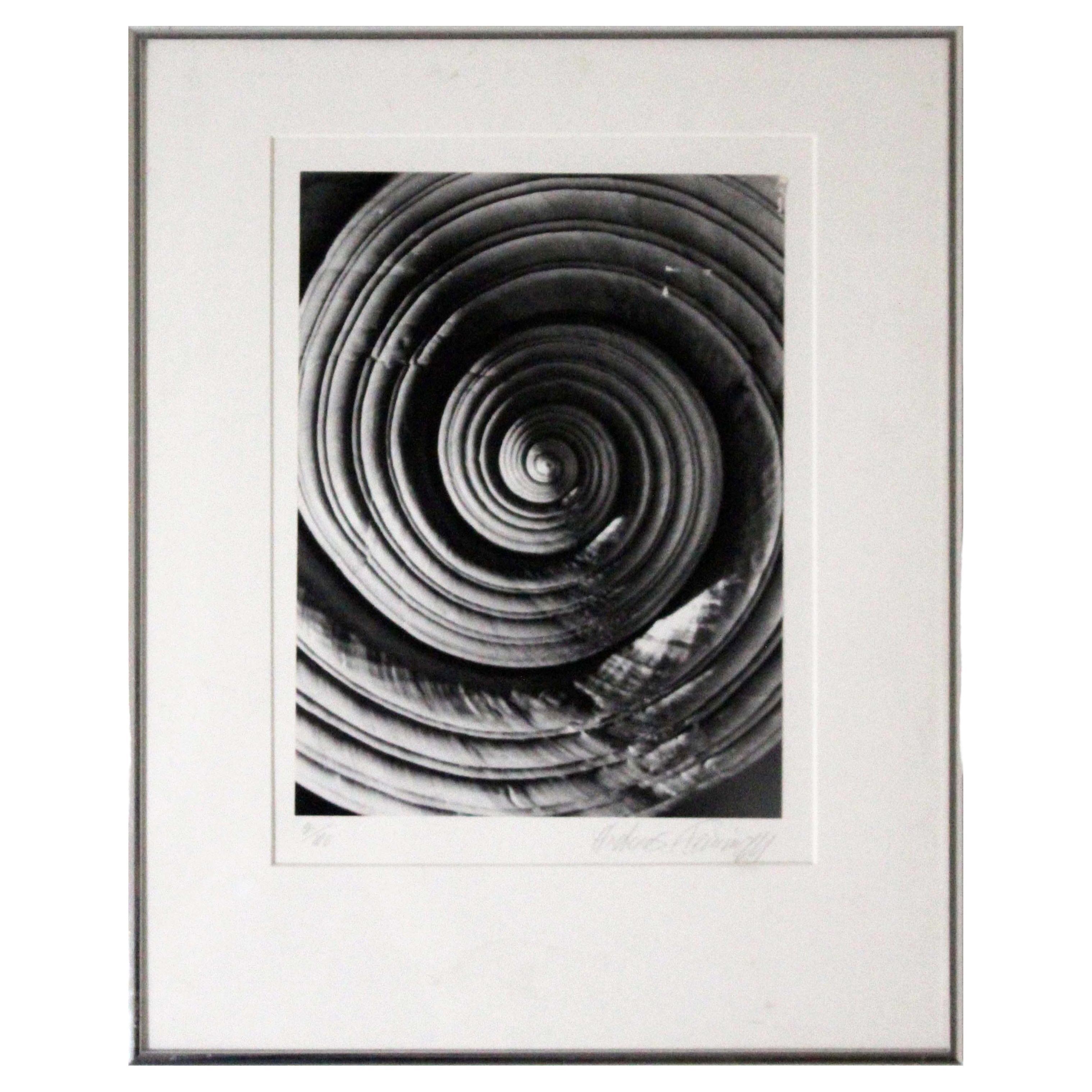 Framed Shell Prints For Sale at 1stDibs