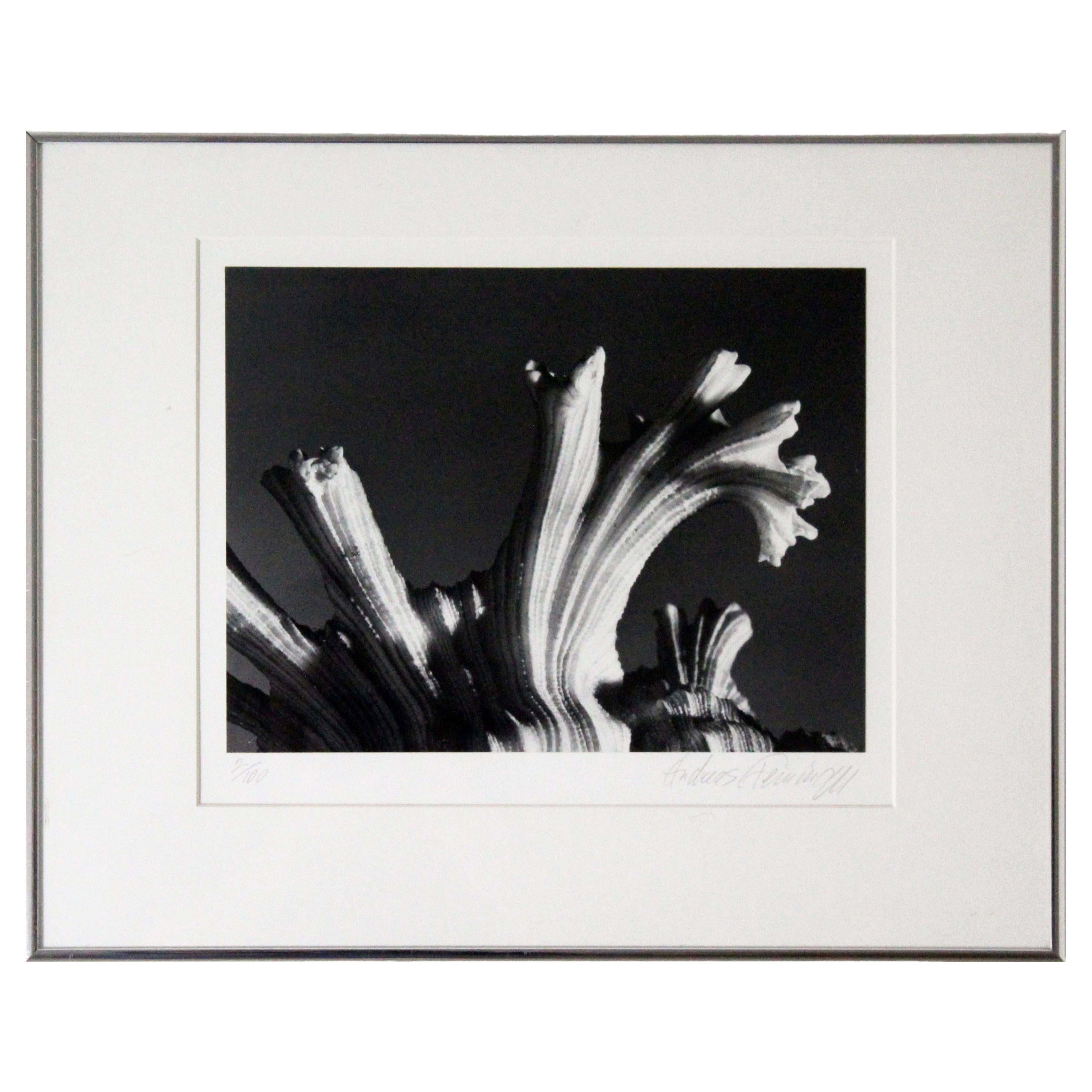 A. Feininger Shell Whorl 1950 Signed Portfolio of Shells Gelatin Silver ...