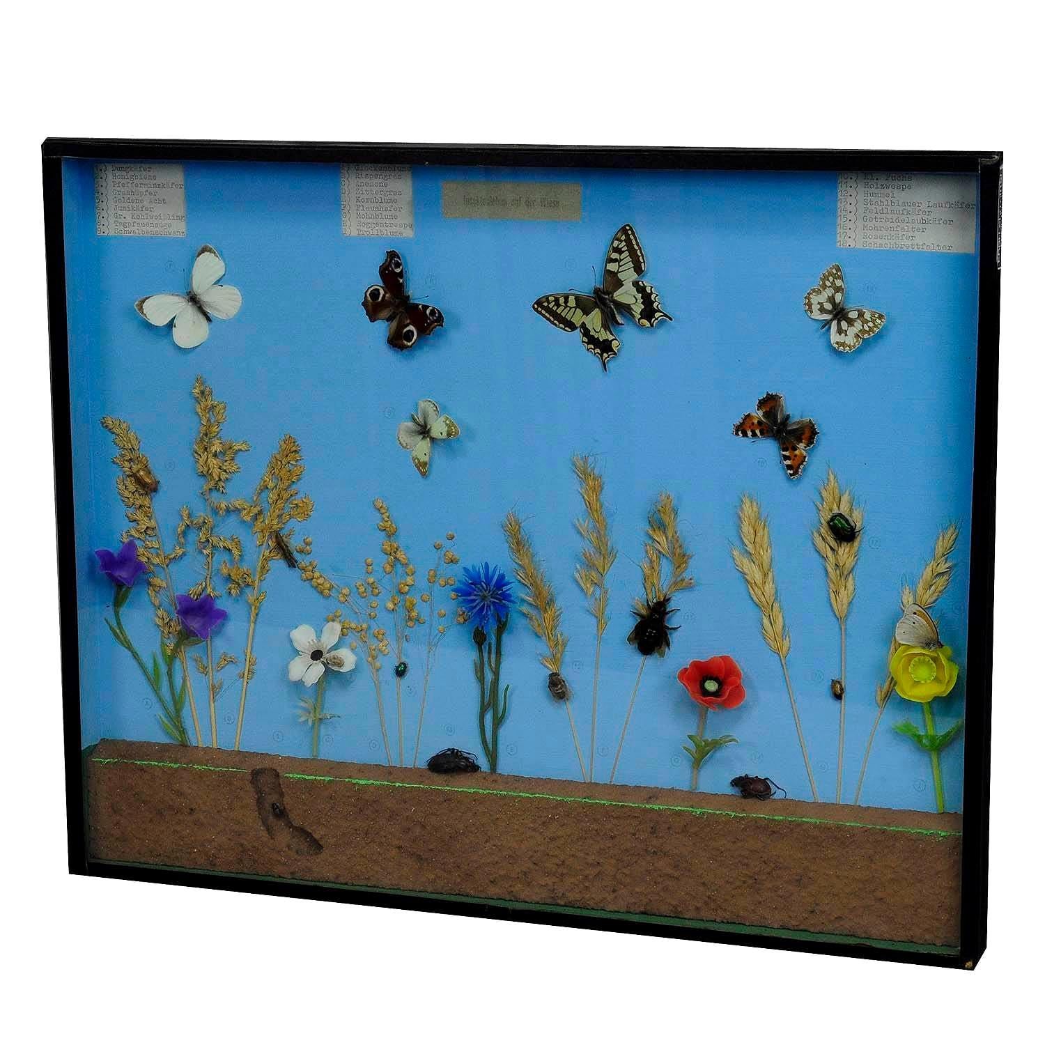 Large School Teaching Display Anthill of the Red Wood Ant For Sale at ...