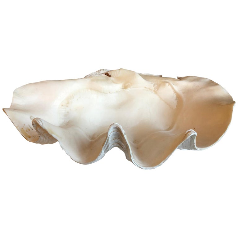 Large Giga Shell at 1stDibs