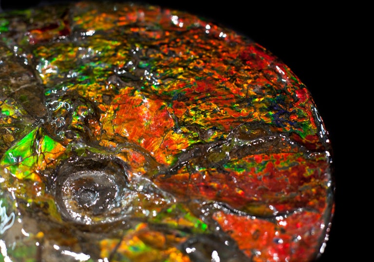 Large Red and Green Iridescent Ammonite from Canada at 1stDibs ...