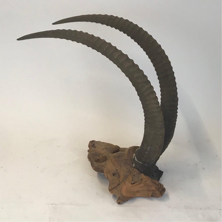 Large Sable Antelope Trophy Mount Set on a Driftwood Base For Sale at ...