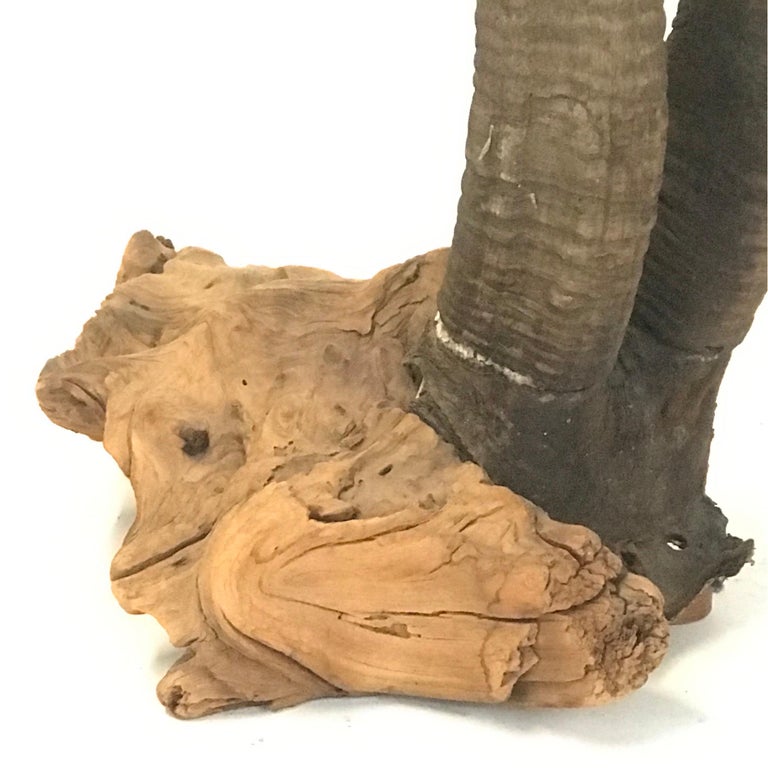 Large Sable Antelope Trophy Mount Set on a Driftwood Base For Sale at ...