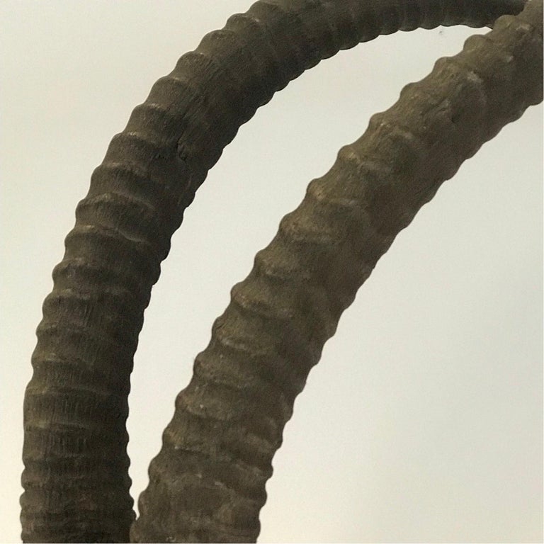 Large Sable Antelope Trophy Mount Set on a Driftwood Base For Sale at ...