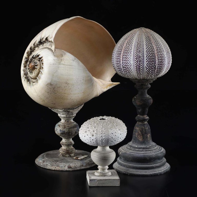 Marine Curiosity Cabinet Collection For Sale at 1stDibs