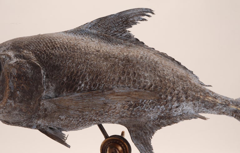 A Marine Specimen a Sickle Pomfret Fish, Italy 1870 For Sale at 1stDibs