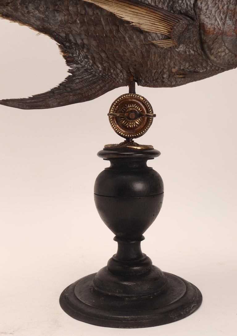 Marine Specimen a Sickle Pomfret Fish, Italy, 1870 For Sale at 1stDibs