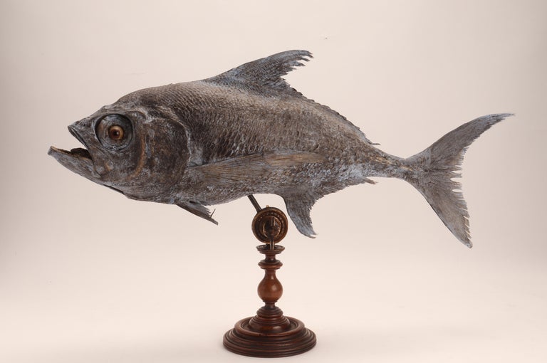 A Marine Specimen a Sickle Pomfret Fish, Italy 1870 For Sale at 1stDibs