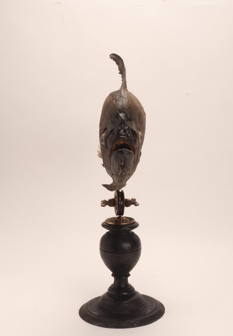 Marine Specimen a Sickle Pomfret Fish, Italy, 1870 For Sale at 1stDibs