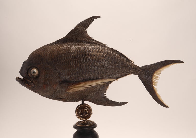 Marine Specimen a Sickle Pomfret Fish, Italy, 1870 For Sale at 1stDibs