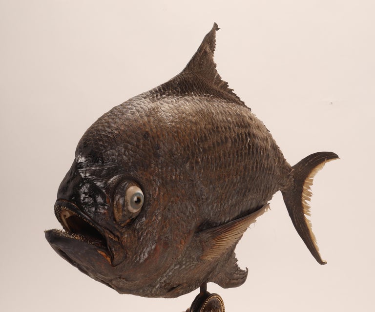Marine Specimen a Sickle Pomfret Fish, Italy, 1870 For Sale at 1stDibs