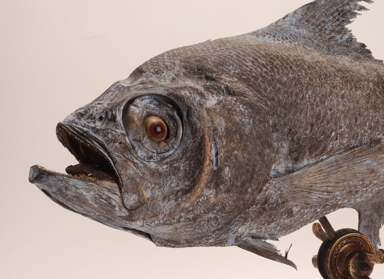 A Marine Specimen a Sickle Pomfret Fish, Italy 1870 For Sale at 1stDibs