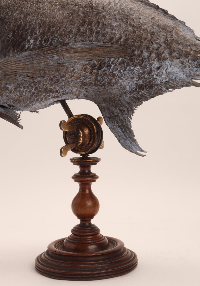 A Marine Specimen a Sickle Pomfret Fish, Italy 1870 For Sale at 1stDibs