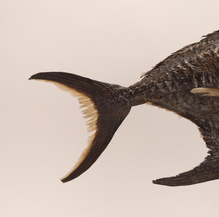 Marine Specimen a Sickle Pomfret Fish, Italy, 1870 For Sale at 1stDibs