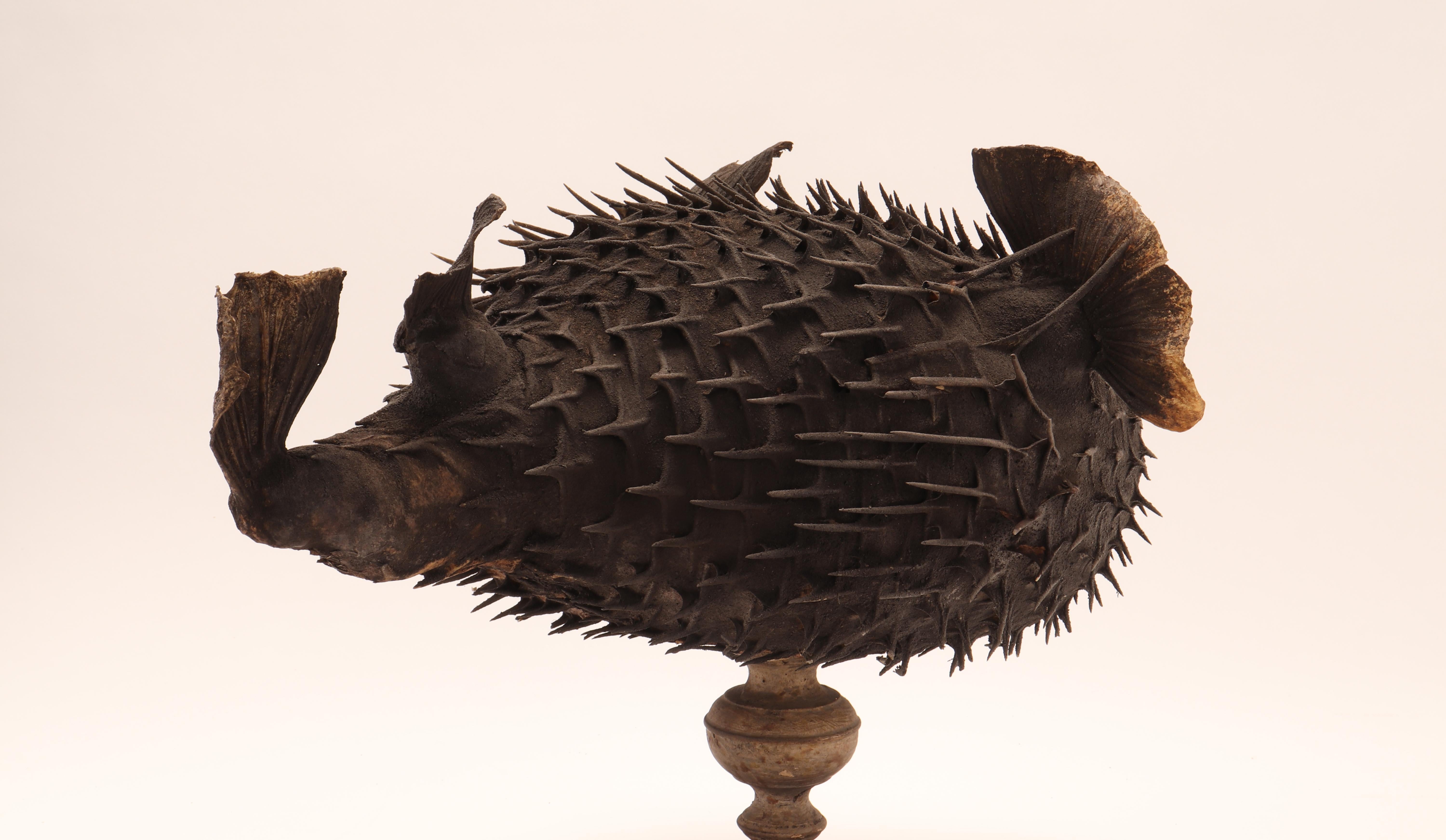 Marine Specimen the Porcupine Fish, Italy, 1870 For Sale at 1stDibs