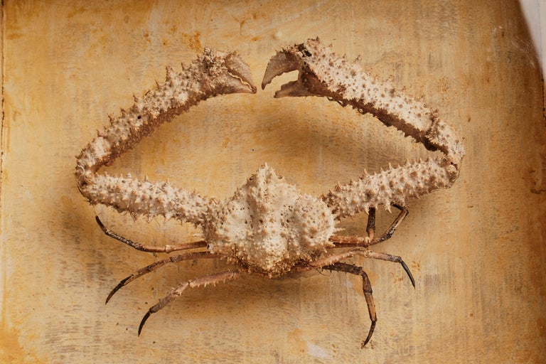 Marine Specimen White Crab, Italy, 1870 For Sale at 1stDibs