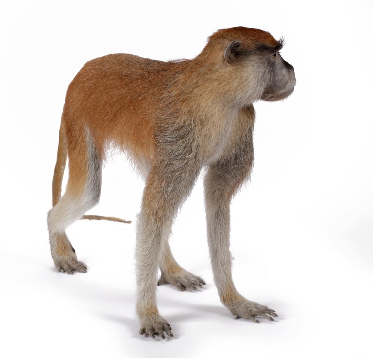 Marvelous High-Quality Taxidermy Red Patas or Hussar Monkey For Sale at ...