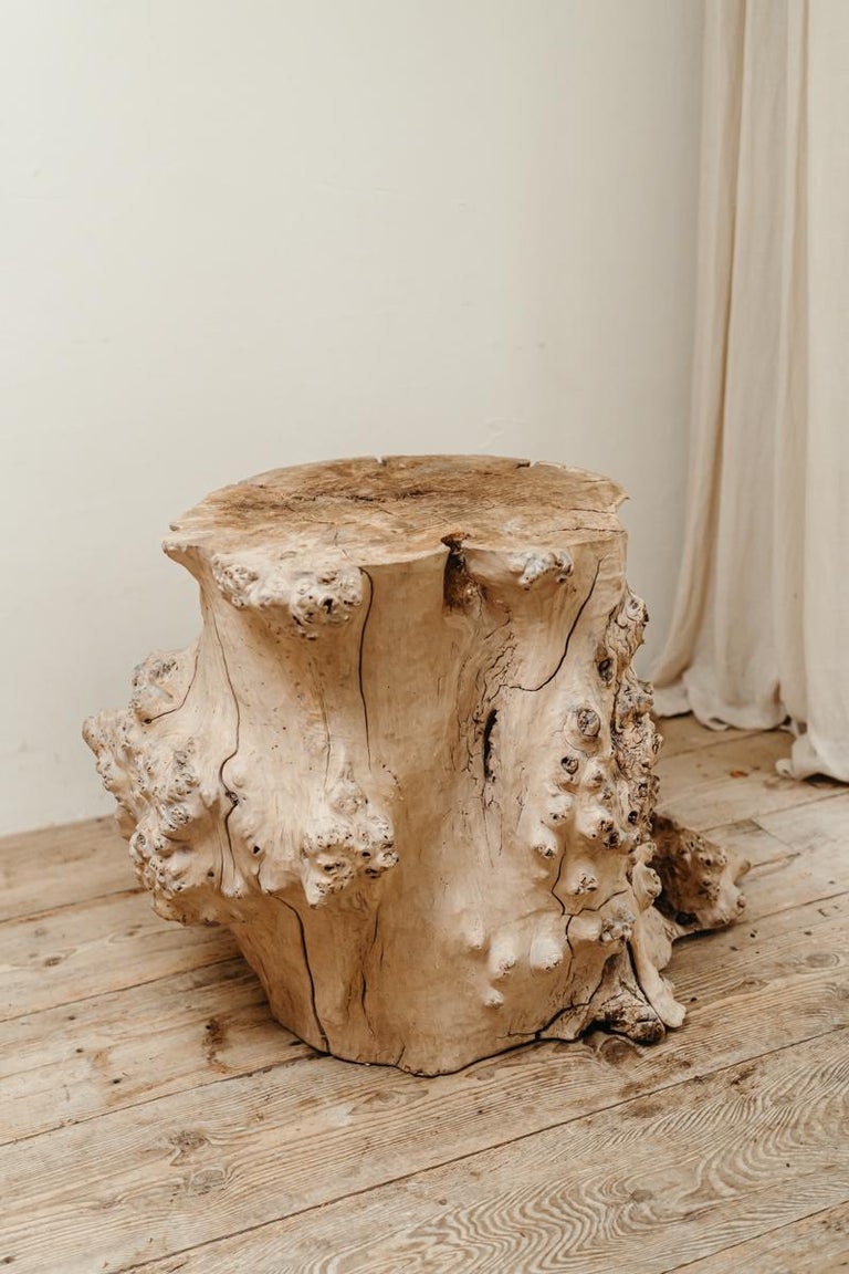 a massive root chestnut treetrunk For Sale at 1stDibs