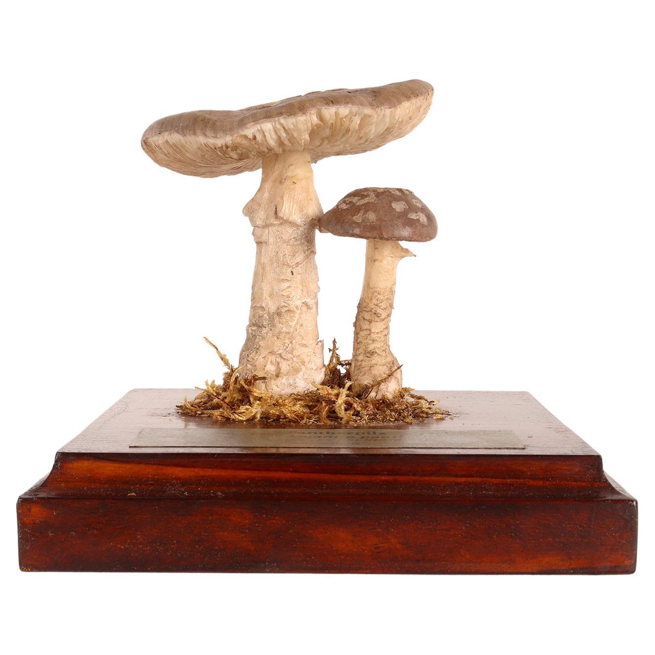 Vintage Instructional Mushroom Model For Sale at 1stDibs