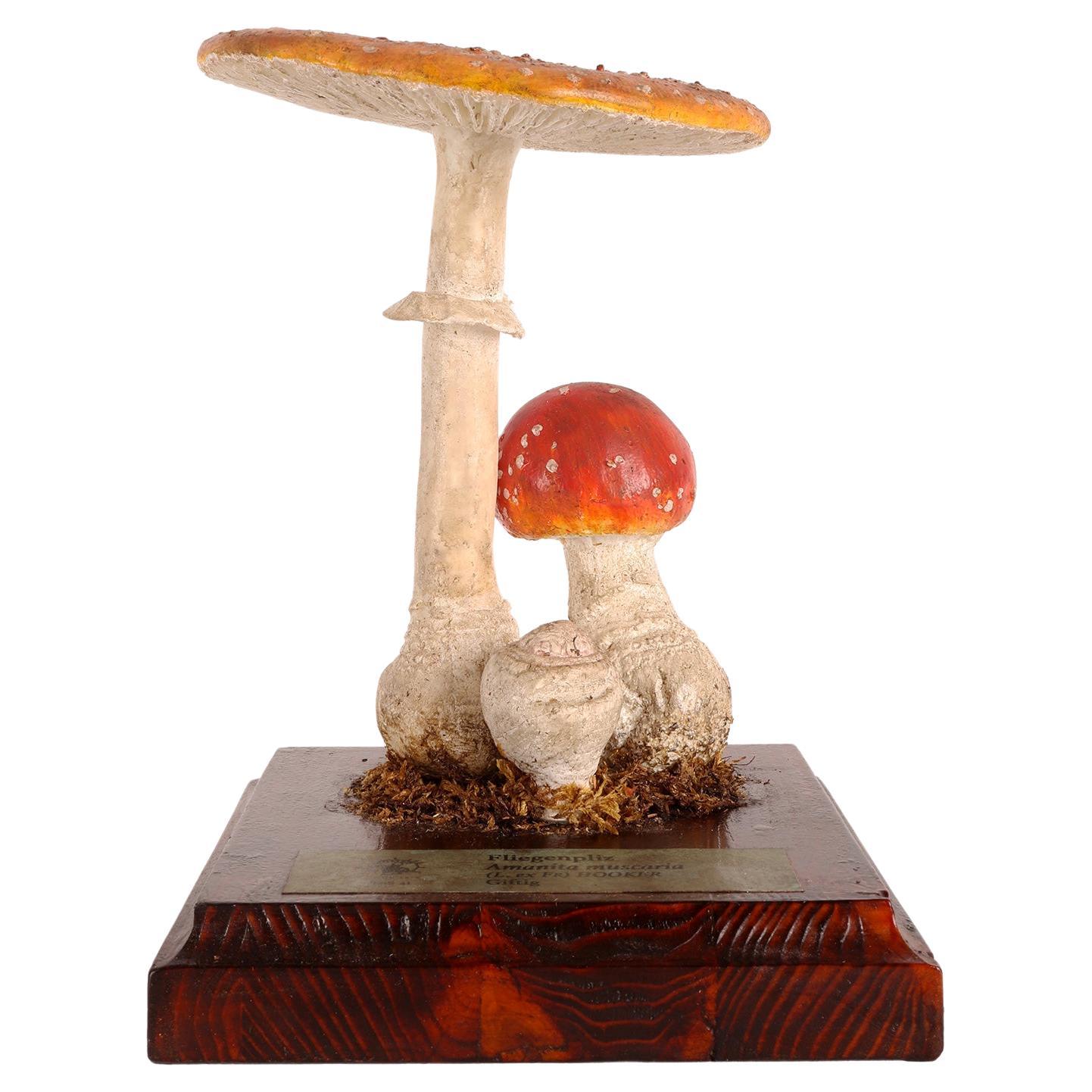 Vintage Instructional Mushroom Model at 1stDibs