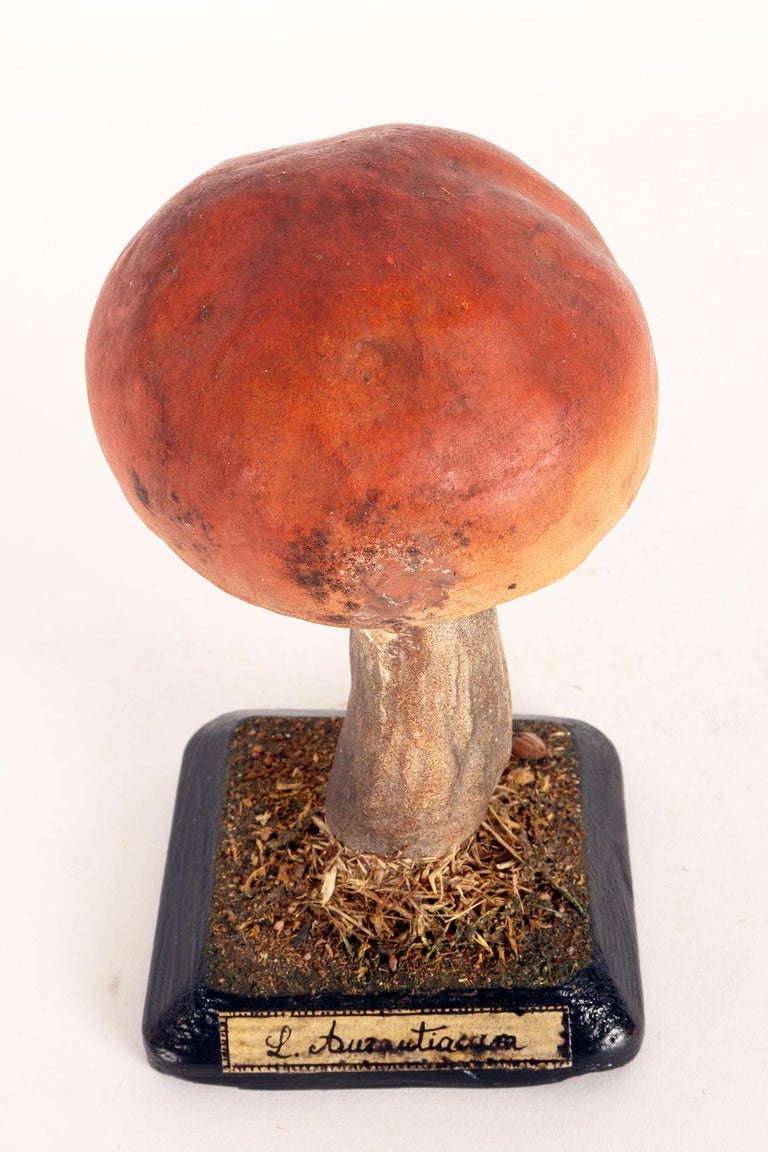 Mushroom Model, Italy, 1890 at 1stDibs