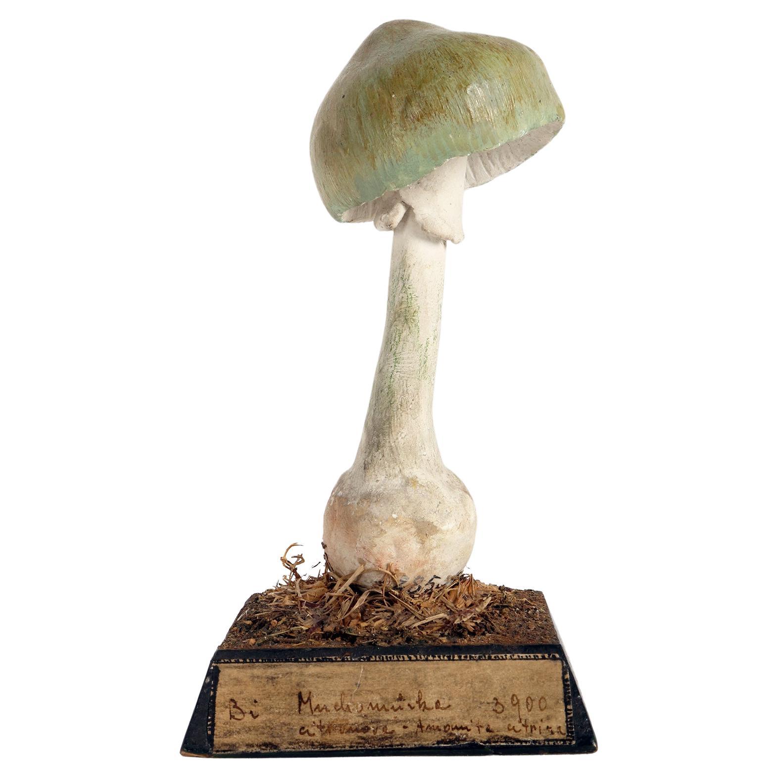 A Rare Group Of Continental Scientific Models Of Mushrooms. at 1stDibs