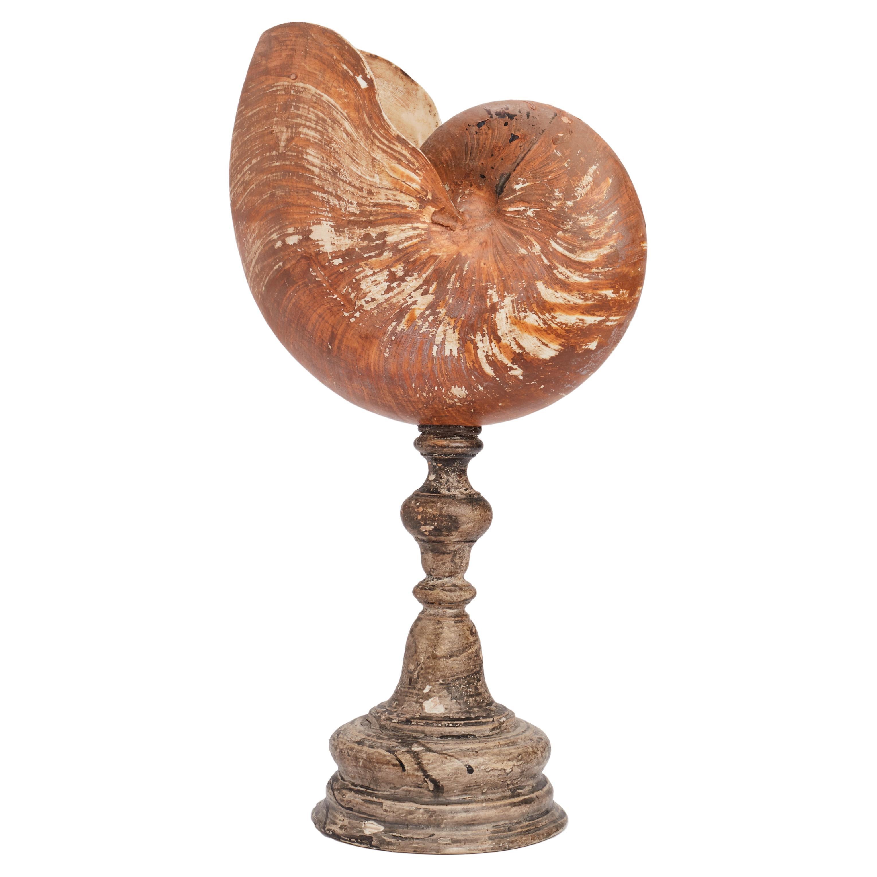 Un ejemplar natural de la Wunderkammer, un Nautilus Repertus, Italia ...