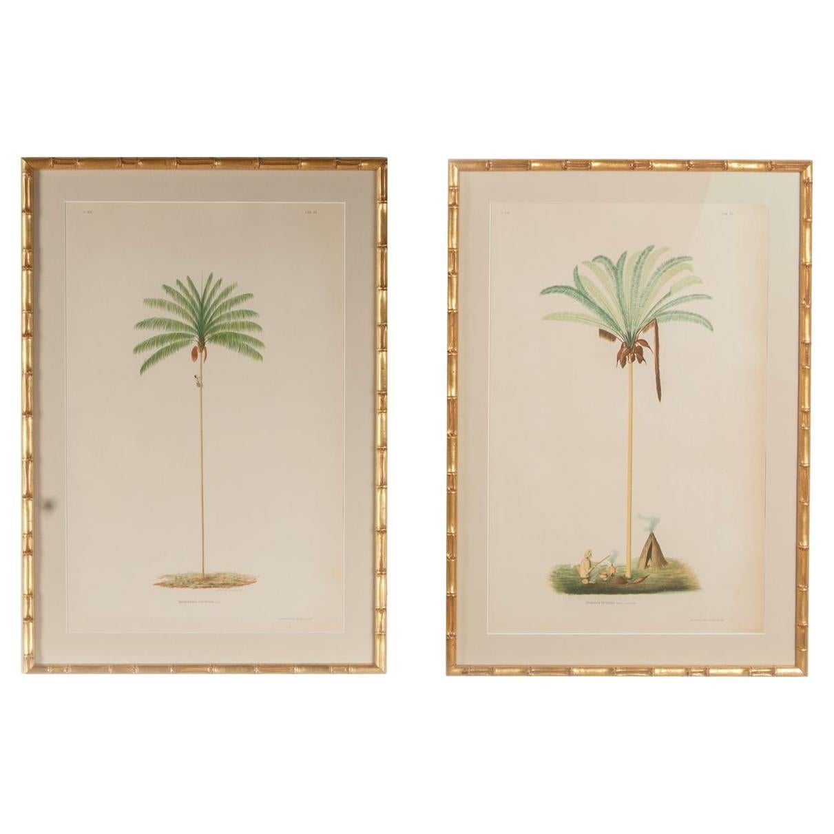 Pair of Chromolithographs of Brazilian Palms by Joao Barbosa Rodrigues ...