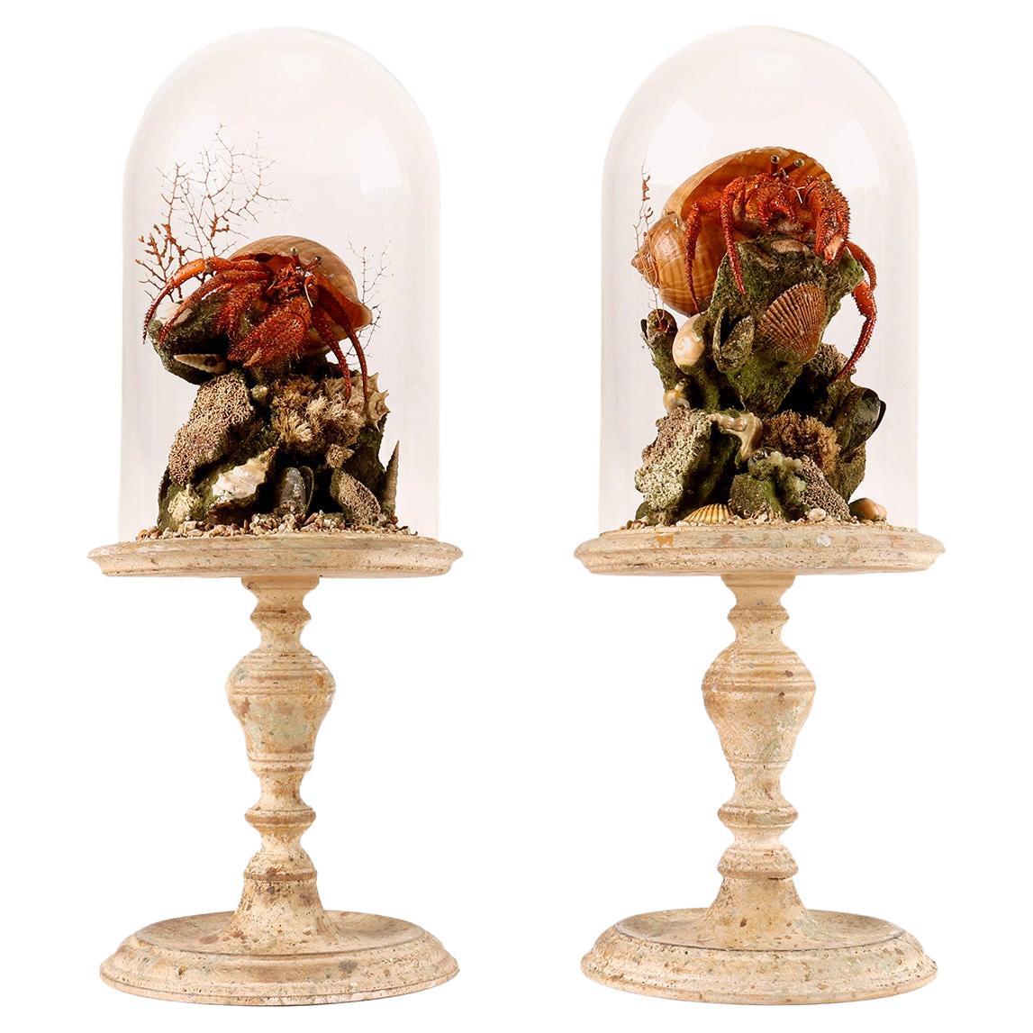 A glass ampulla with corallium sidere, France 1870. For Sale at 1stDibs