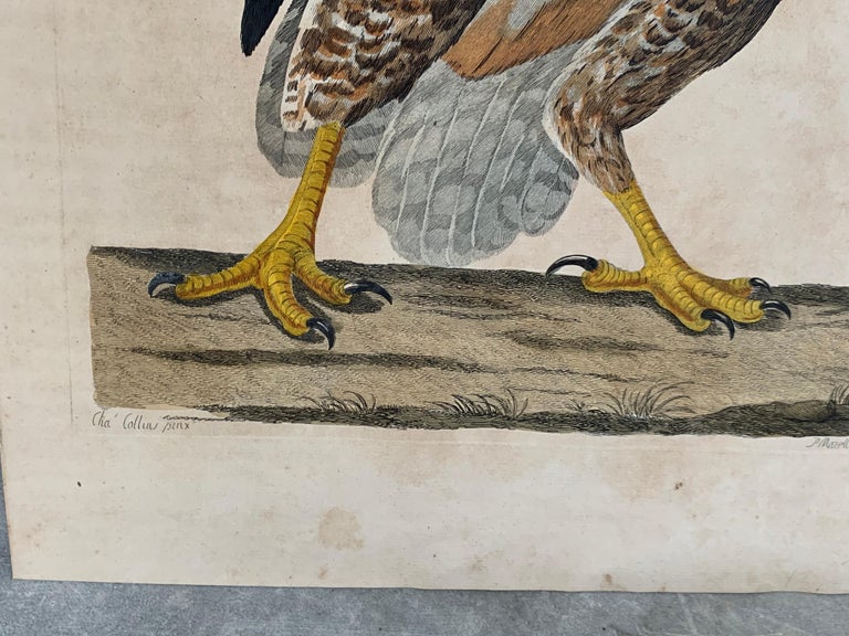 Pair of Hand-Colored Etchings For Sale at 1stDibs